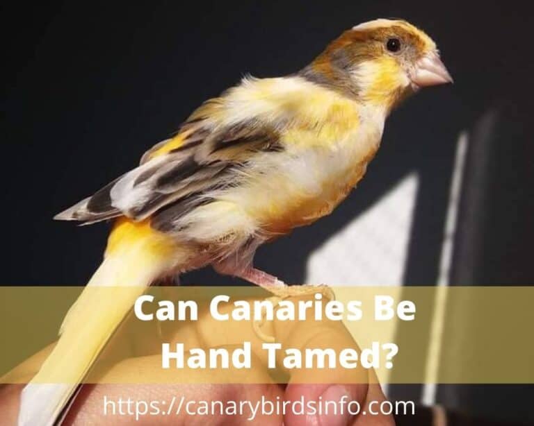 Can Canaries Be Hand Tamed? Unveiling 7 Powerful Steps