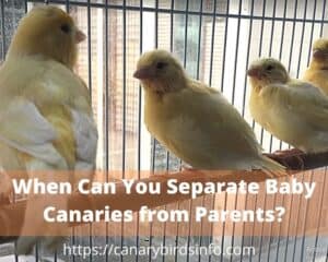 When Can You Separate Baby Canaries from Parents? 2 Best Methods ...