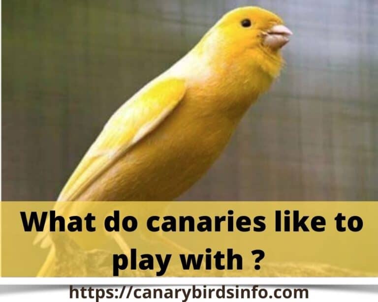 What do canaries like to play with? 5 Things to Entertain Canaries ...